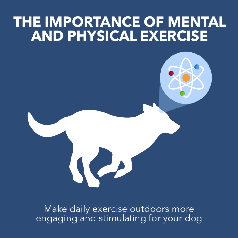 Mental & physical exercise for your dog - Tails.com Blog