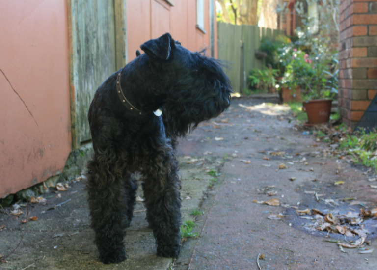 Discover 9 Irish Dog Breeds That Will Steal Your Heart