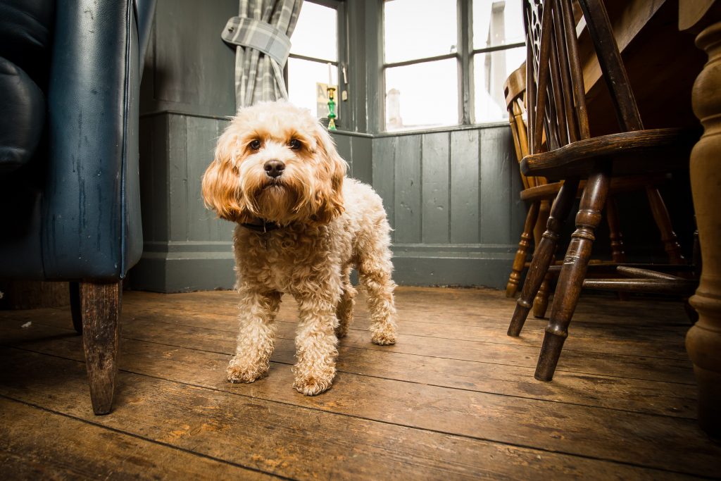 Best dog friendly pubs in: Surrey - Tails.com Blog