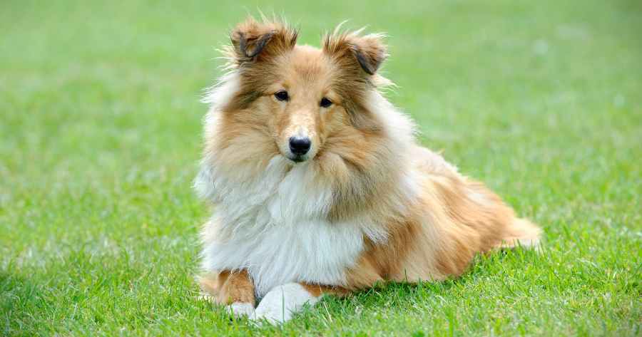 Introducing the top 15 Scottish dog breeds - Tails.com Blog