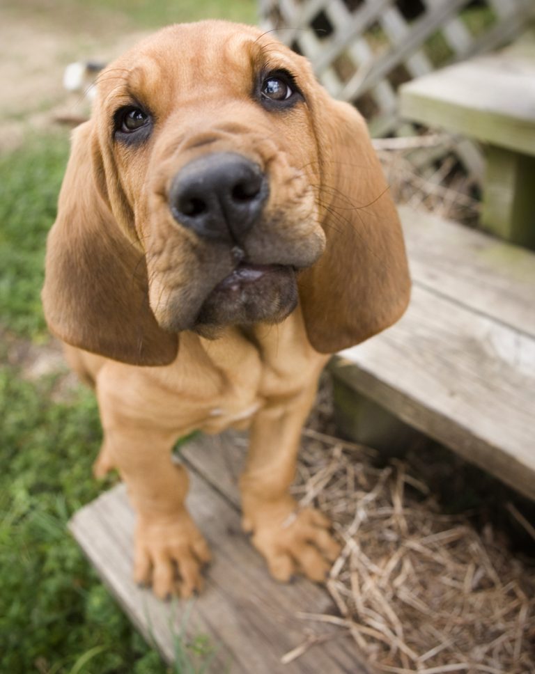 Introducing the top 15 Scottish dog breeds - Tails.com Blog