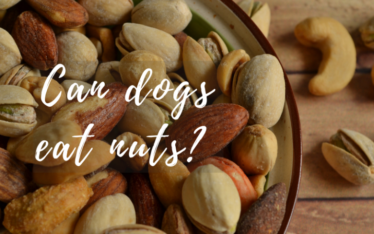 Can dogs eat nuts? - tails.com