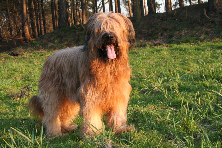 Top 10 French Dog Breeds You Need To Get To Know
