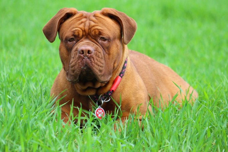 Top 10 French Dog Breeds You Need To Get To Know