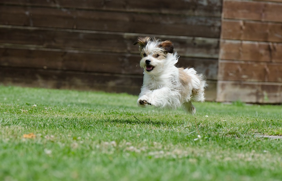 Top 10 French Dog Breeds You Need To Get To Know