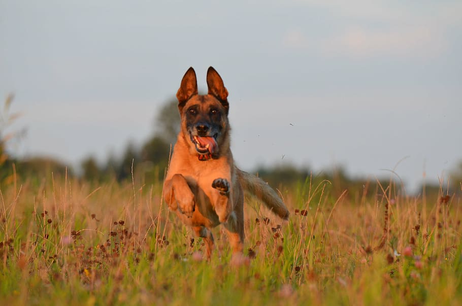 Discover Six Of The Most Popular Belgian Dog Breeds