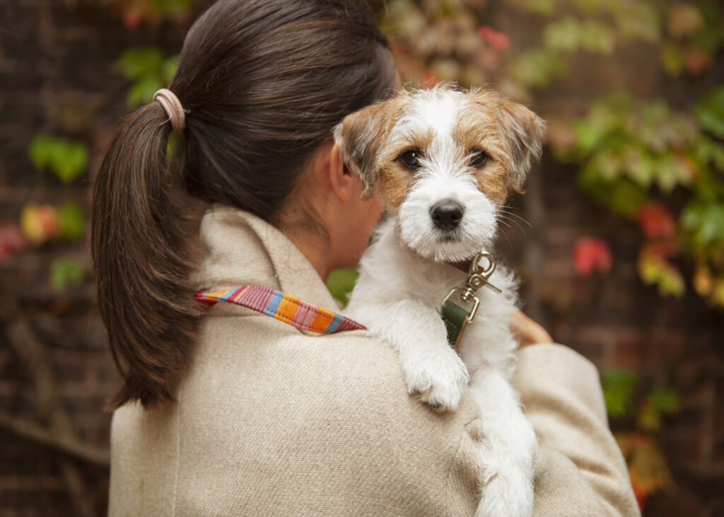 Meet: The Parson Jack Russell Terrier - Breeds - tails.com