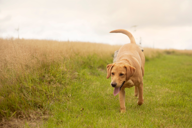 All about: your dog's prey drive - Behaviour - tails.com