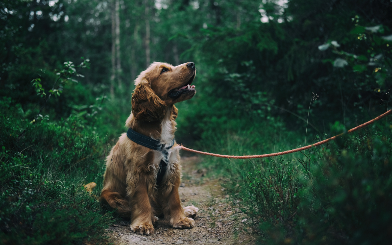 How Do Dogs Know Their Names Training Tails
