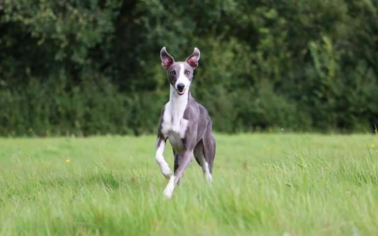 Meet: The Whippet - Breeds - tails.com