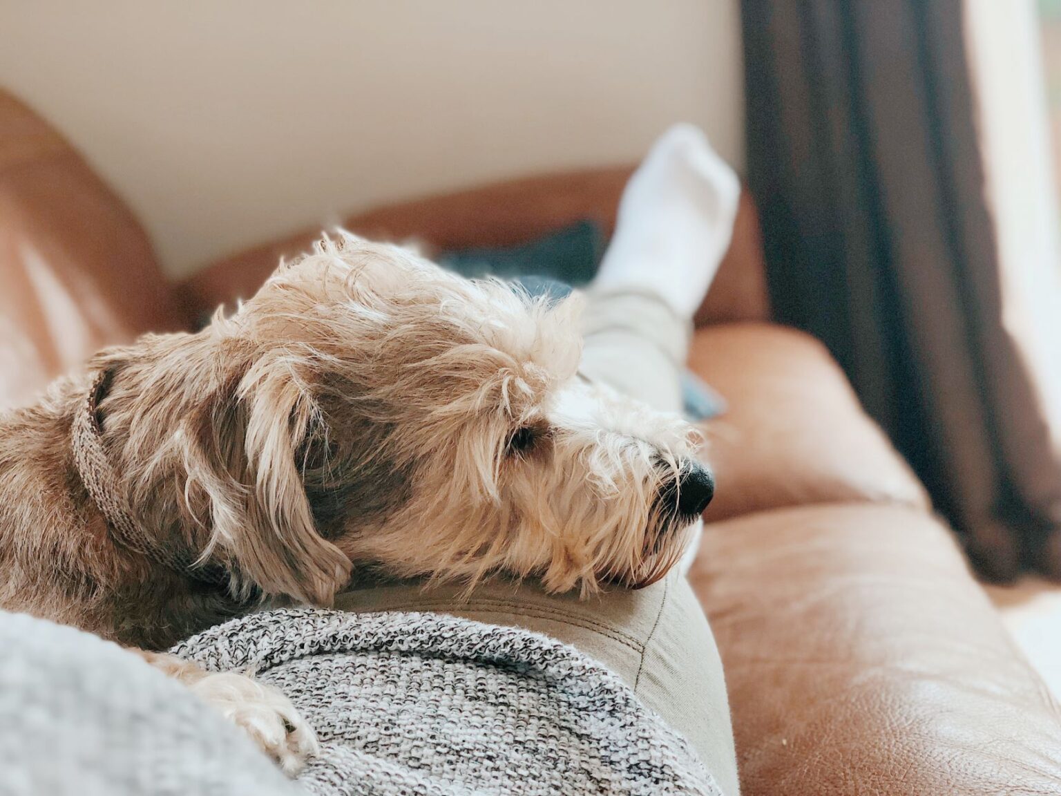 What are the signs your dog loves you? - tails.com