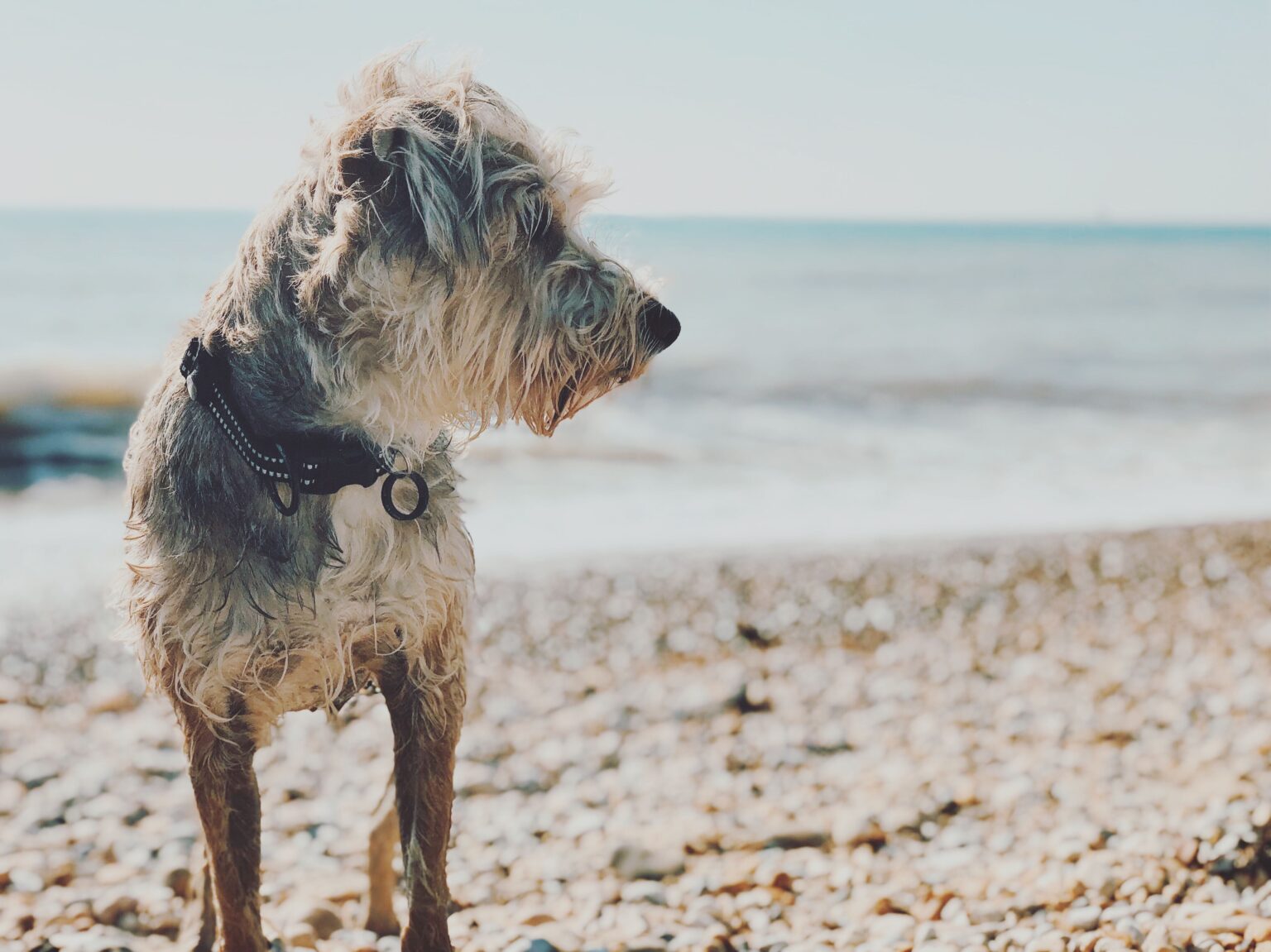 10 of the best dog-friendly beaches to visit this summer - Tails.com Blog