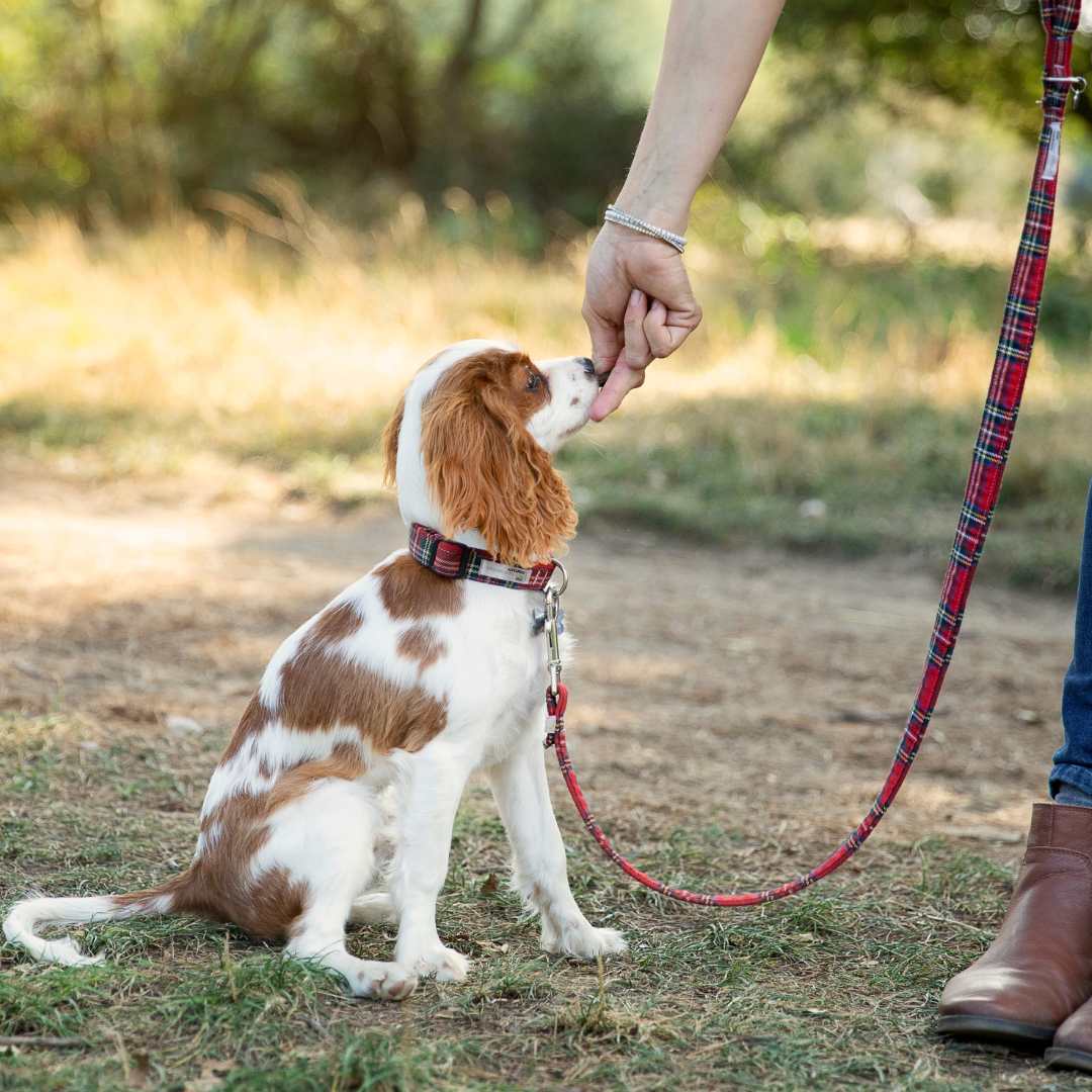 Adolescence in dogs: the teenage phase - tails.com