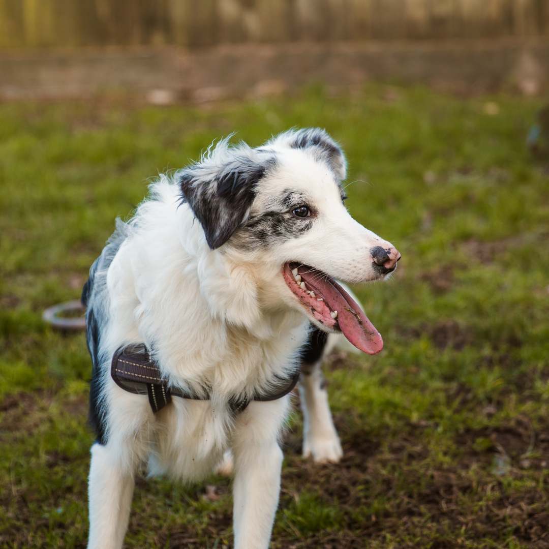 Does breed type impact training and motivation? - tails.com