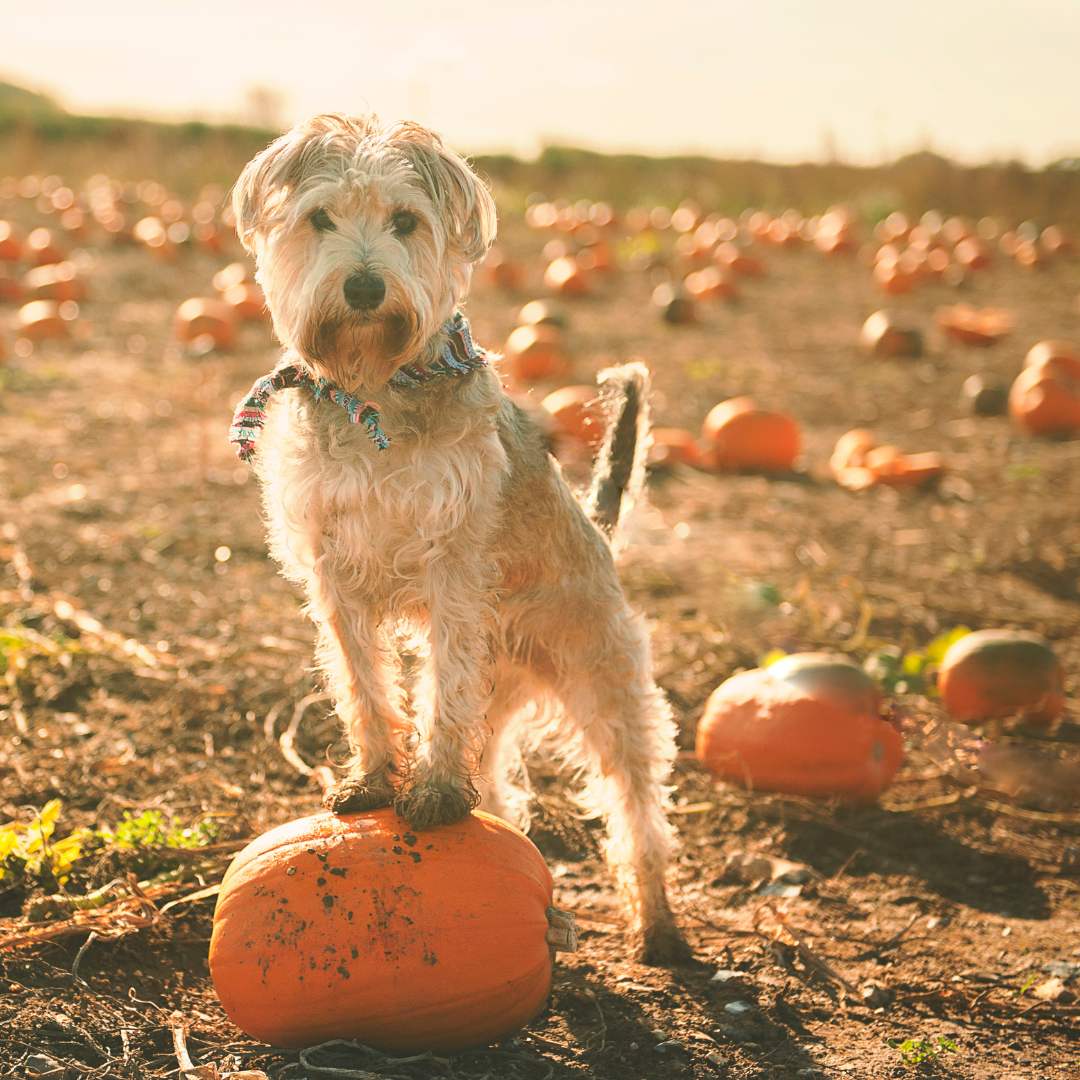 How to take cute dog photos this autumn - Tails.com Blog