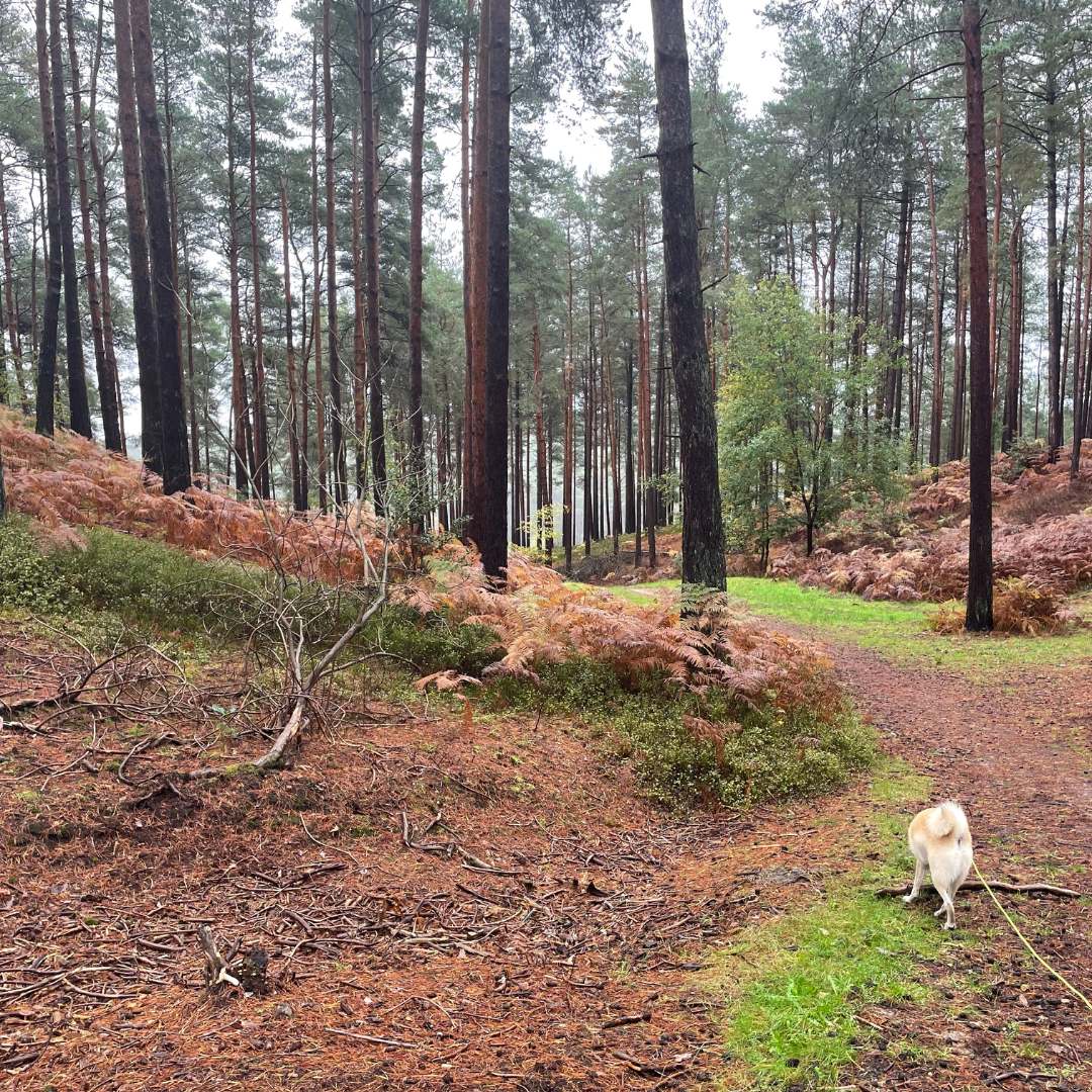 10 best autumn dog walks in the UK - Tails.com Blog