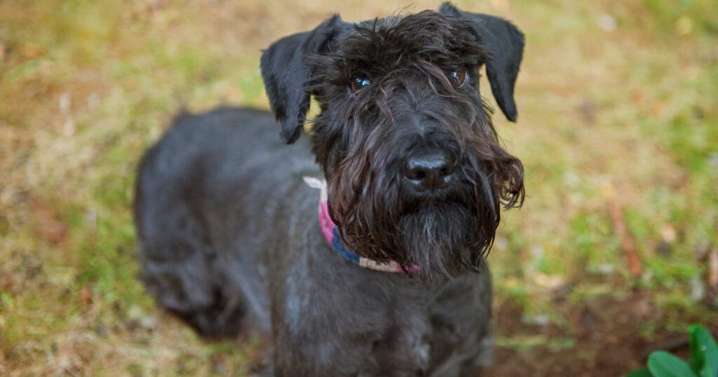 Dogs in season: what to expect and how to help - Tails.com Blog