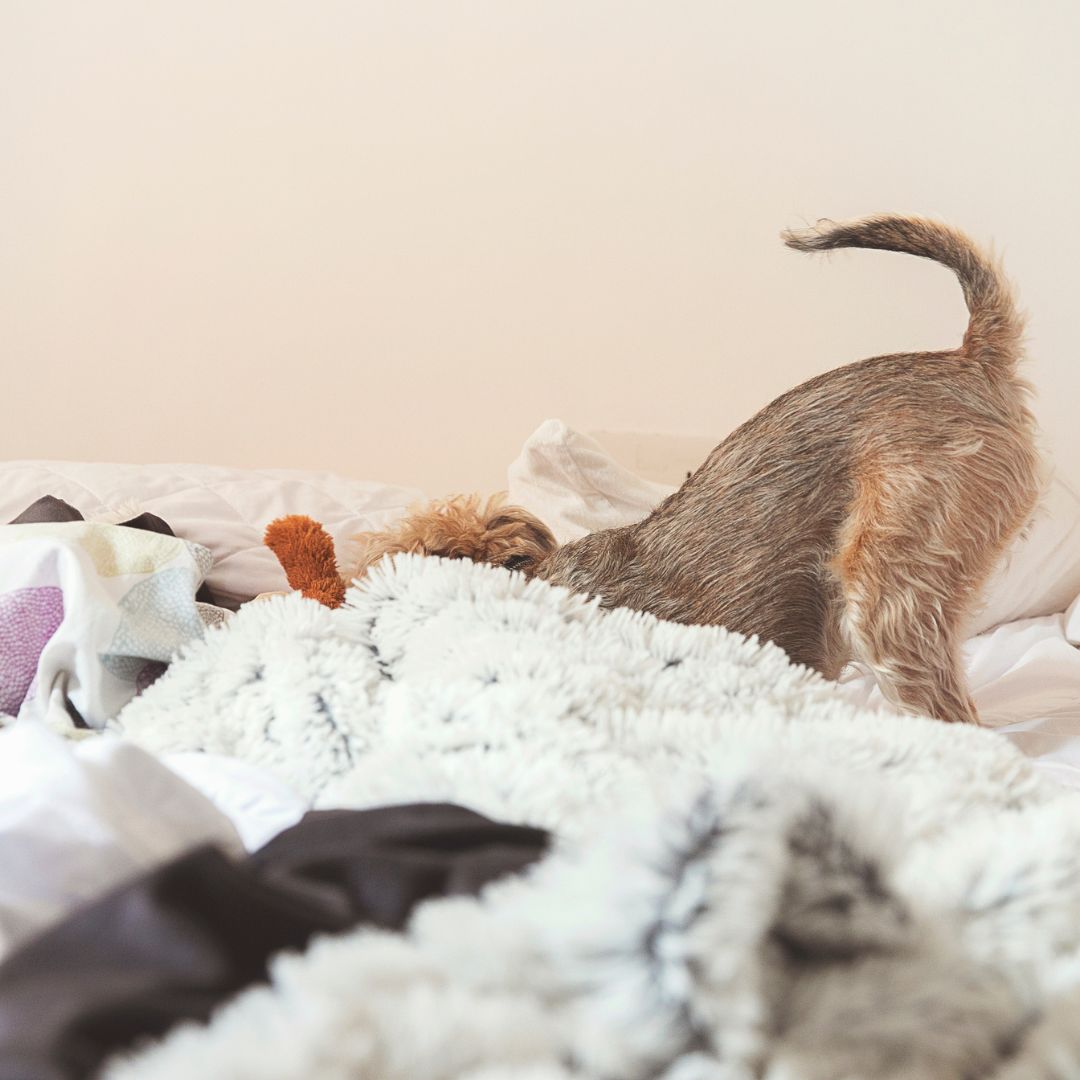 The canine connection: how to bond with your rescue dog - Tails.com Blog