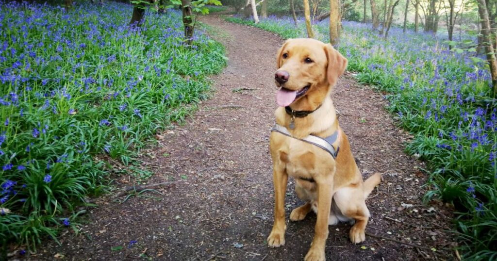 The expectation vs reality of different dog breeds - Tails.com Blog