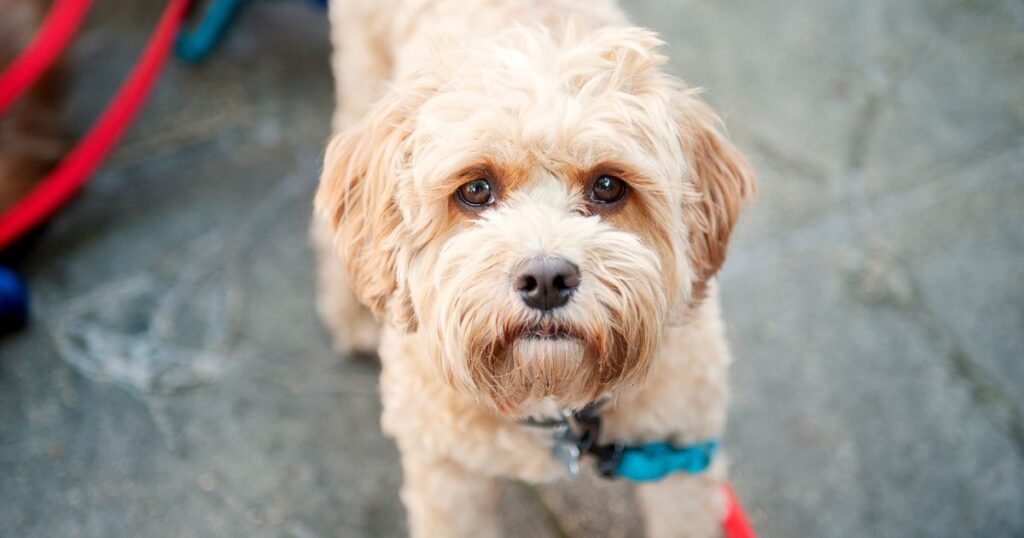 Everything you need to know about dog tear stains - Tails.com Blog