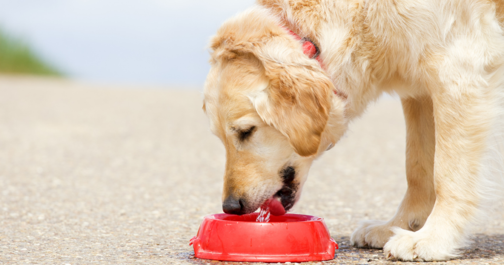 Why is my dog drinking so much water? - tails.com