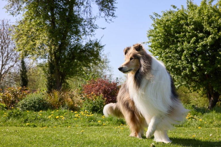 How to choose the best hypoallergenic food for your dog - Tails.com Blog